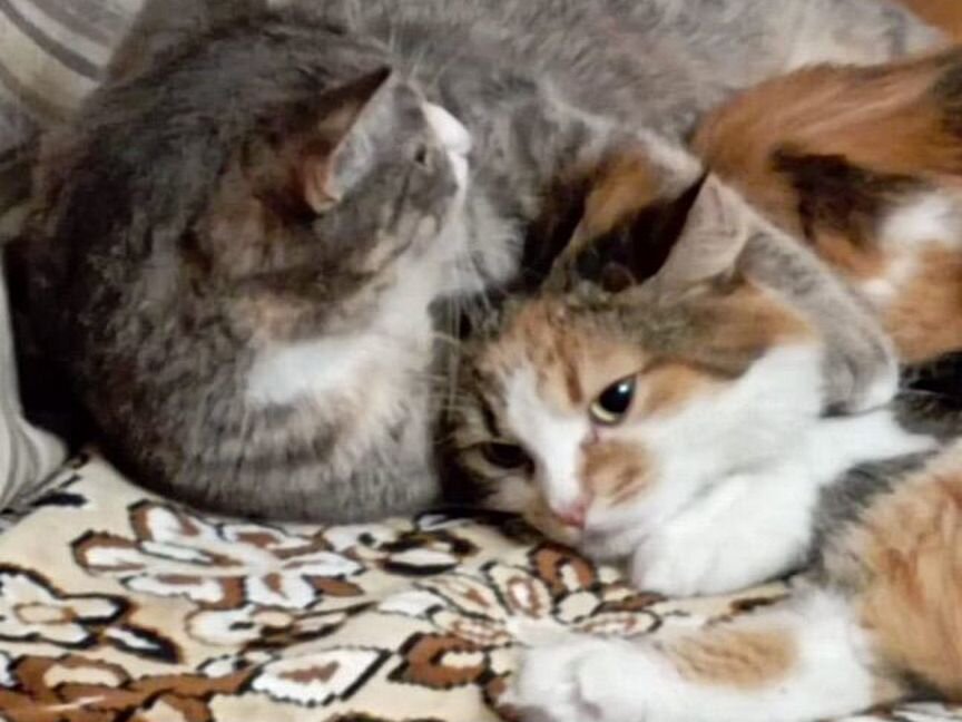 Вредная кошка в добрые руки