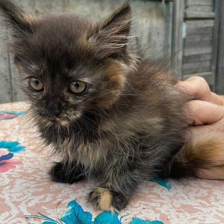 Котята