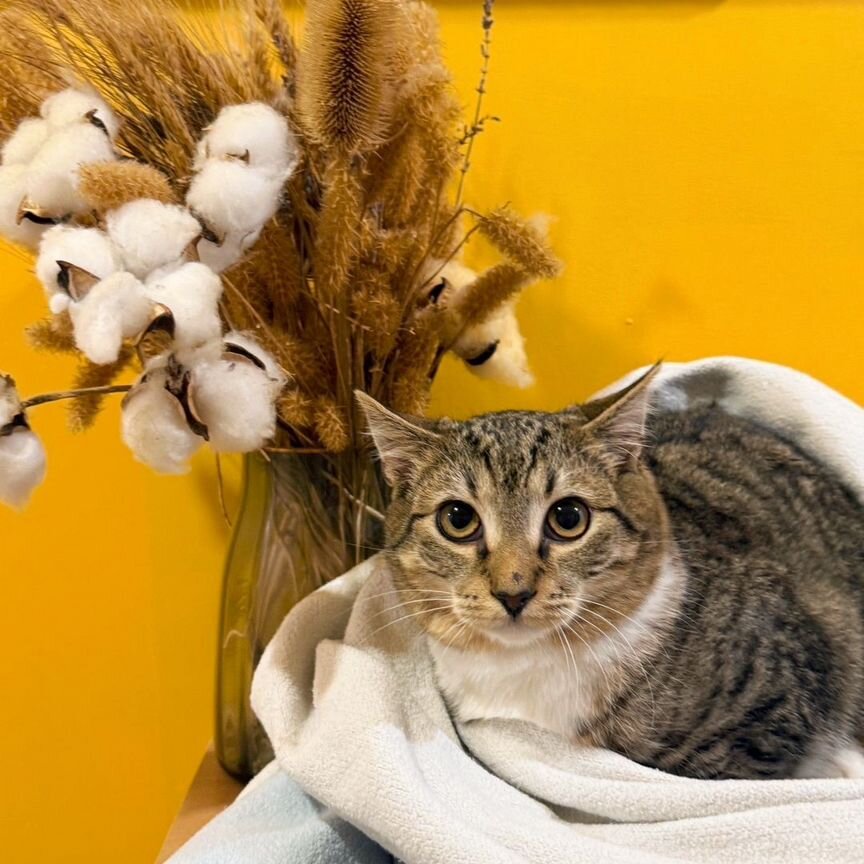 Котик Йоханссон