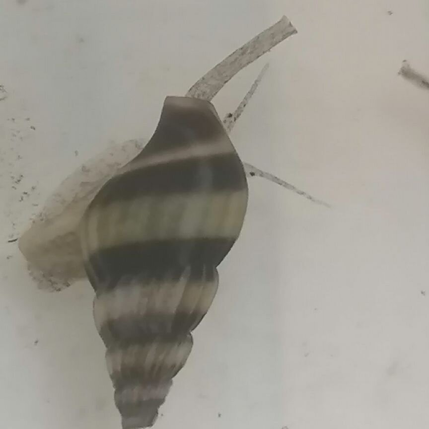 Улитки Хелены и Теодоксус