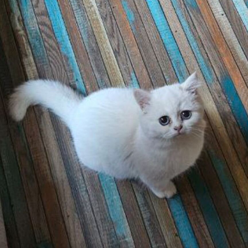 Британский котëнок