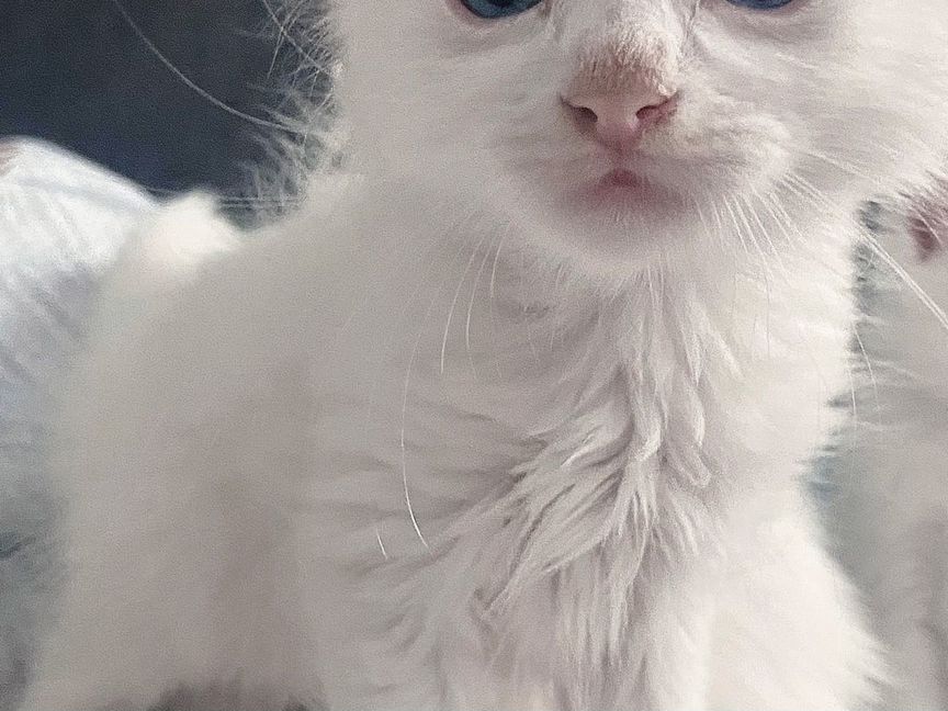 Котята као мани