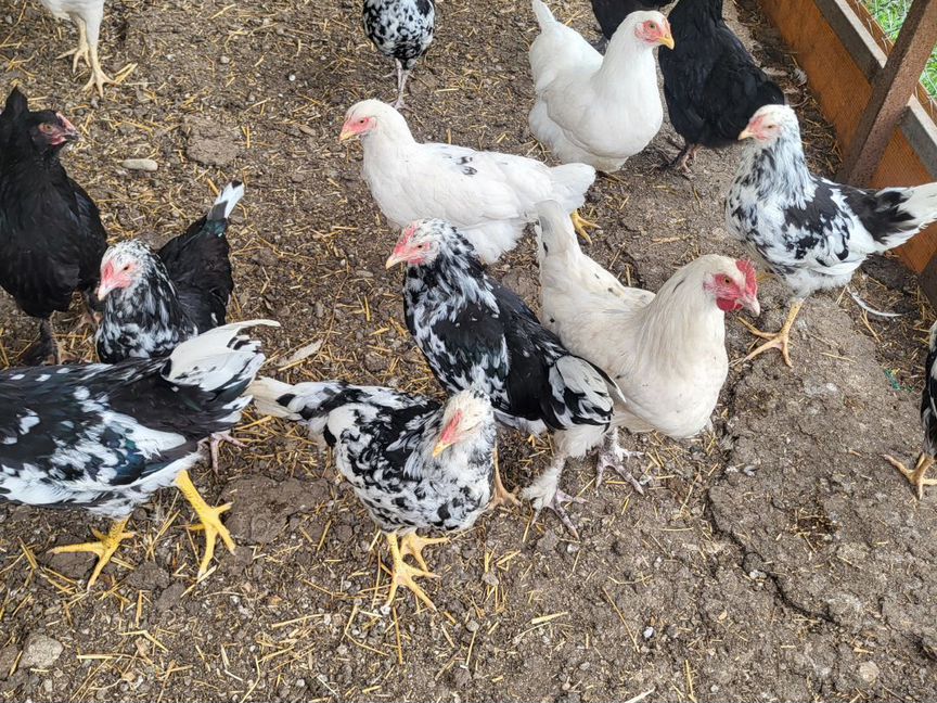 Молодые петушки