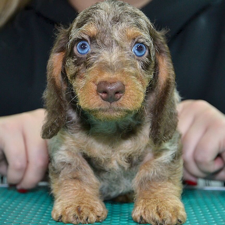 Кроличья такса, щенок