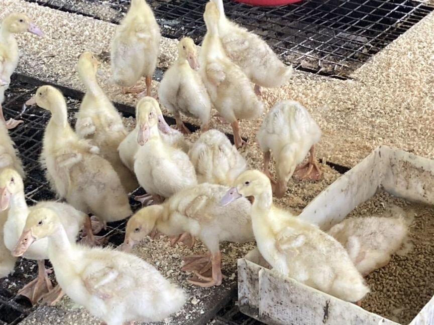 Утята черри велли