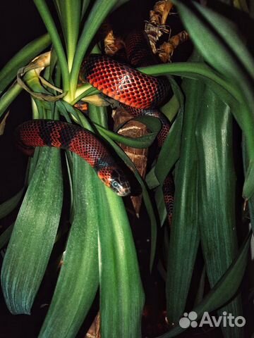 Молочная гондурасская змея (Самец)