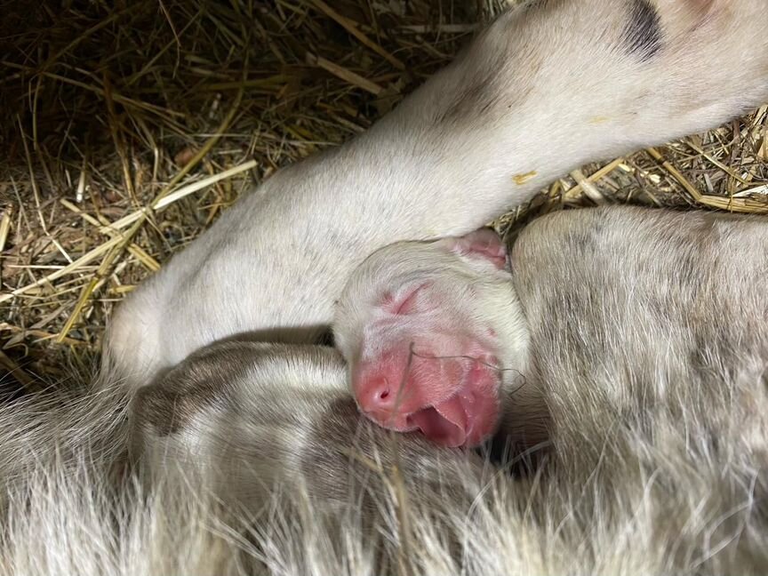 Щенки алабая