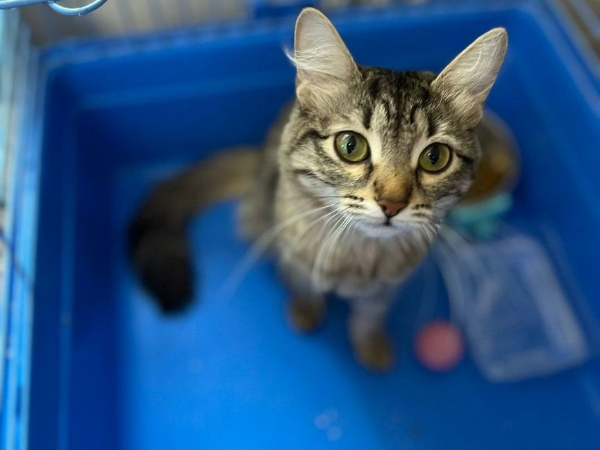 Котенок ласковый бельчонок