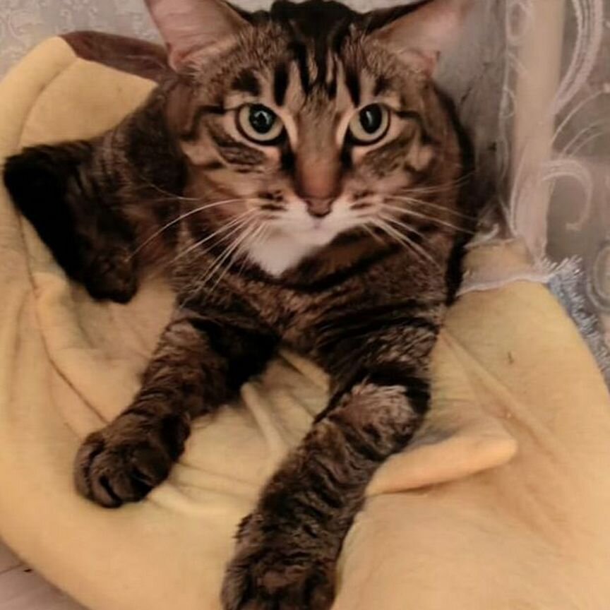 Я тигренок, а не киска