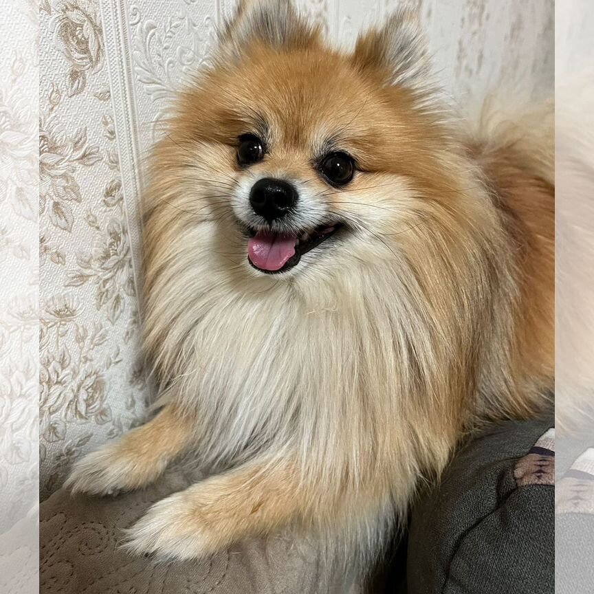 Немецкий шпиц, взрослый пёс