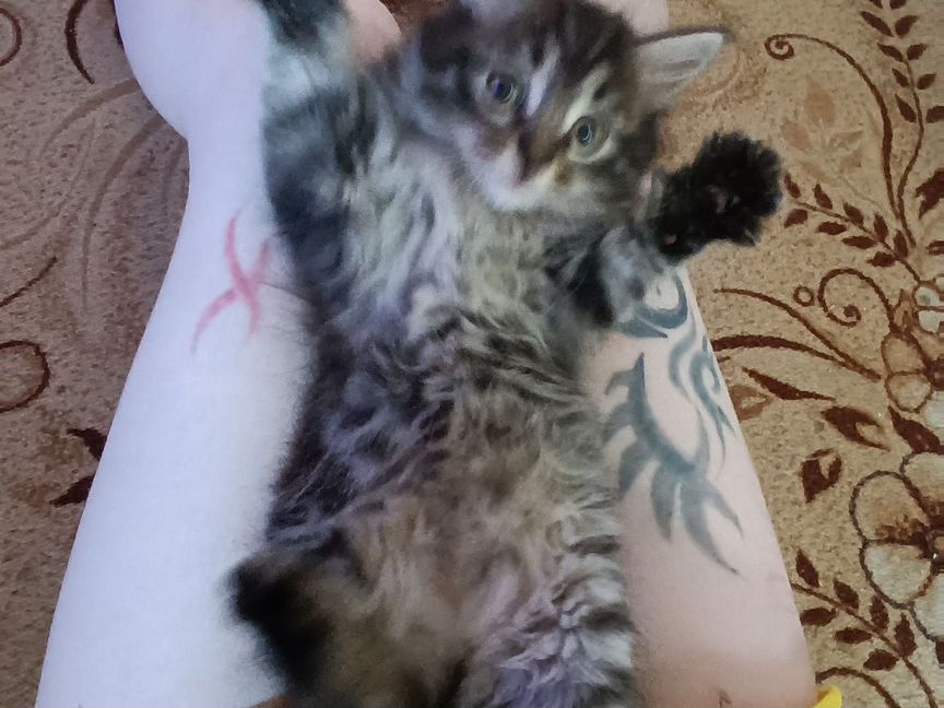 Кошка