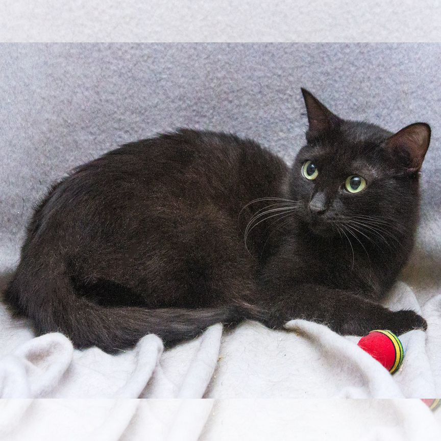 Взрослая, кошка в добрые руки