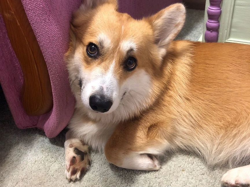 Корги вязка