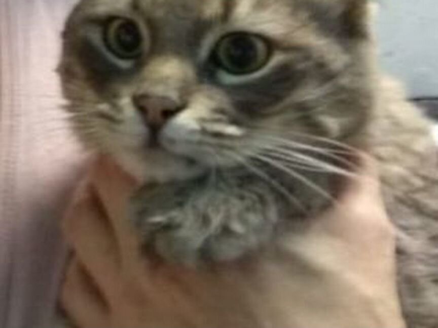 Котята в добрые руки бесплатно