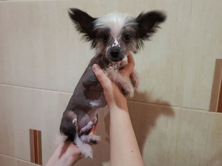 Щенок китайской хохлатой собаки