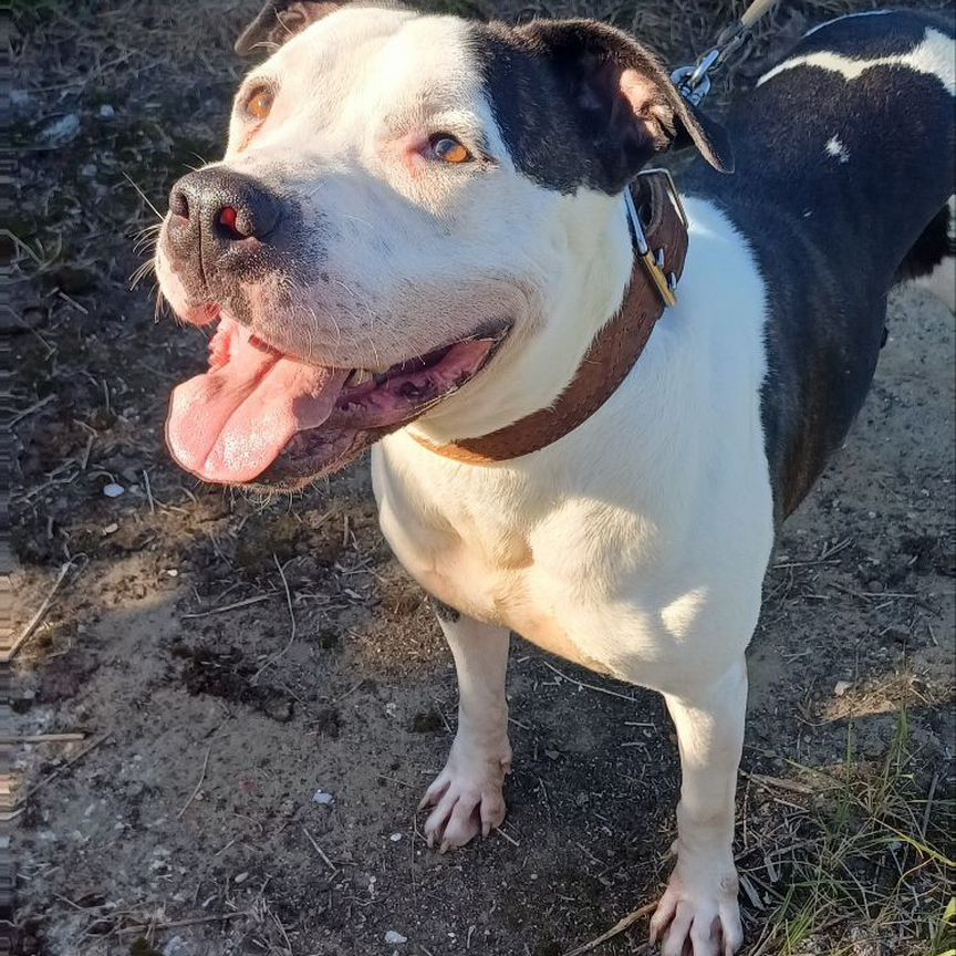 Замечательный Питбуль в добрые руки