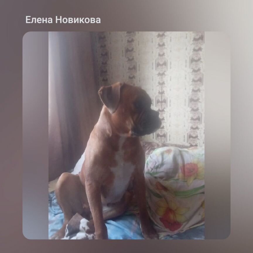 Продаются щенки немецкий боксер