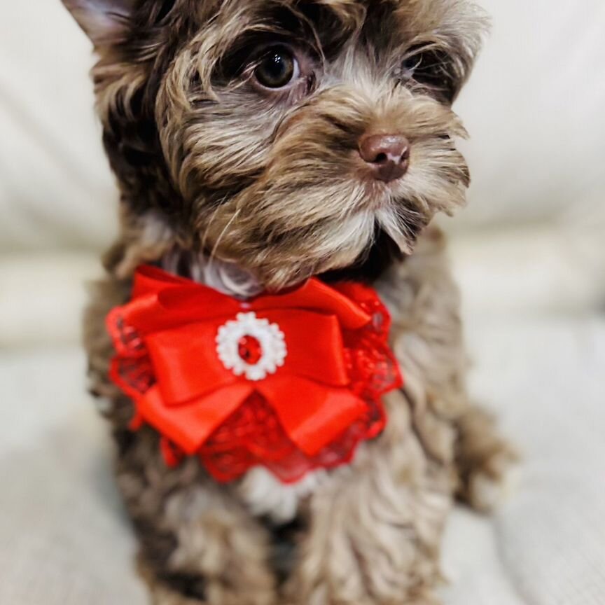 Йоркширский терьер, щенок