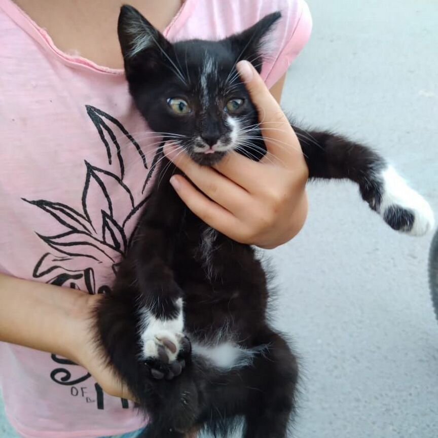 Отдаем котенка мальчика
