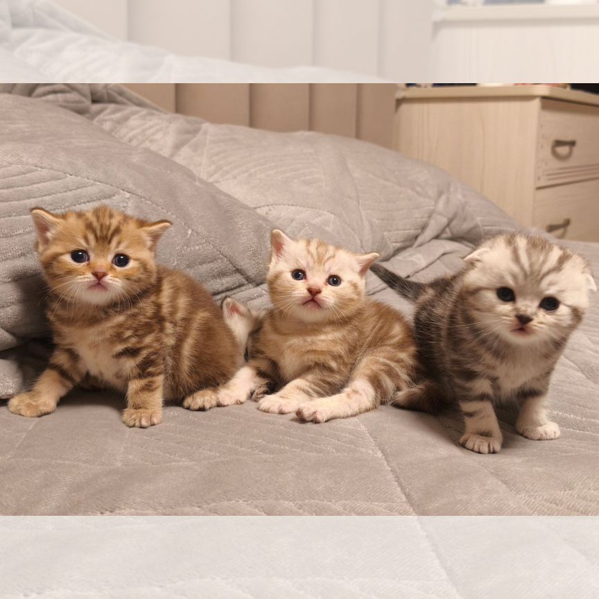 Шотландский вислоухий короткошёрстный котёнок