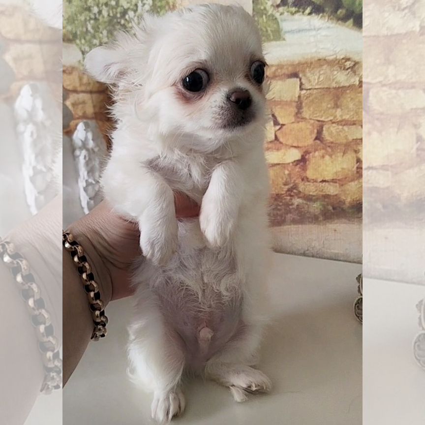 Мини пушистик - щенок чихуахуа