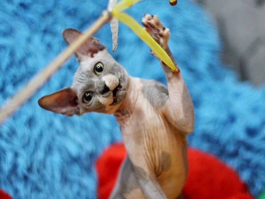 Девочки канадочки