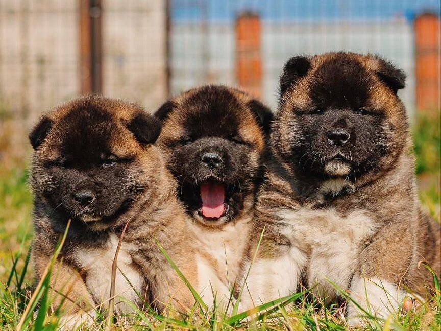 Американская акита мальчик