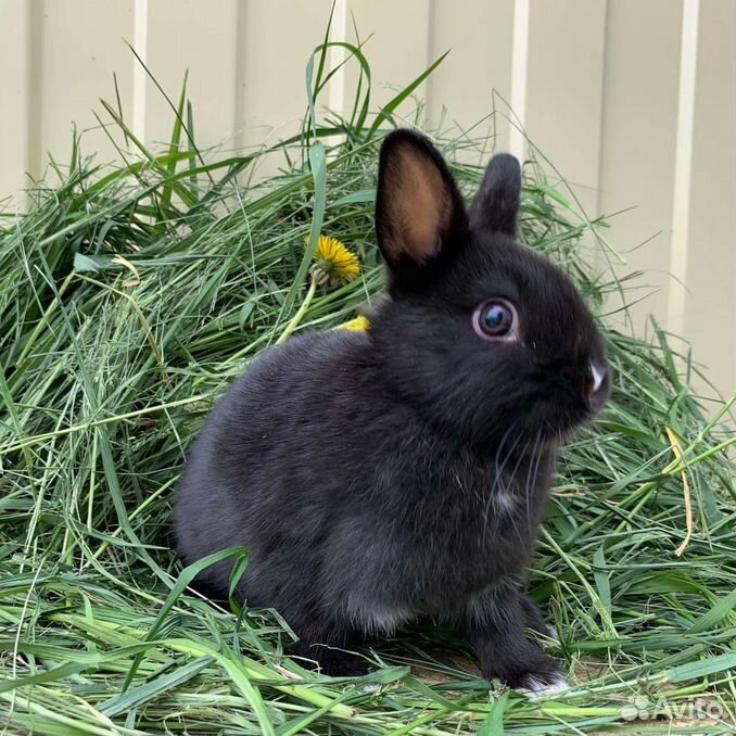 Карликовый кролик