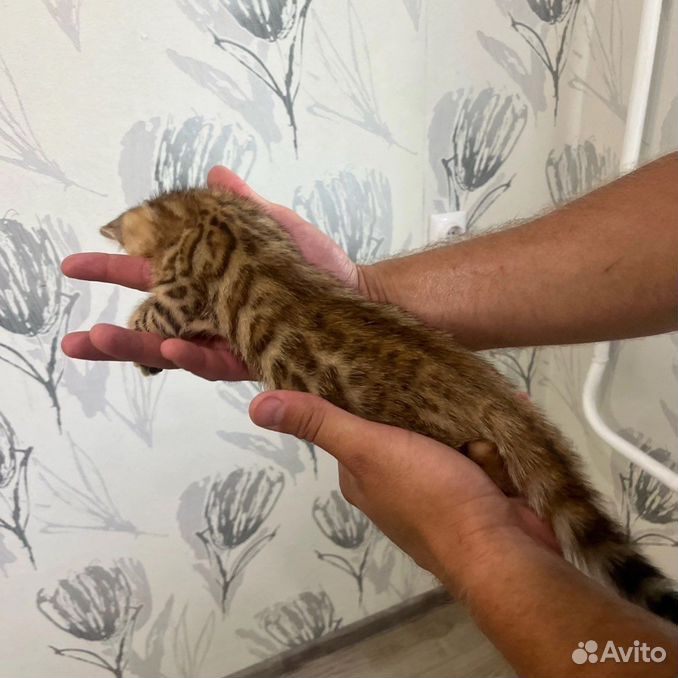 Бенгальские котята Ben24 розетка на золоте