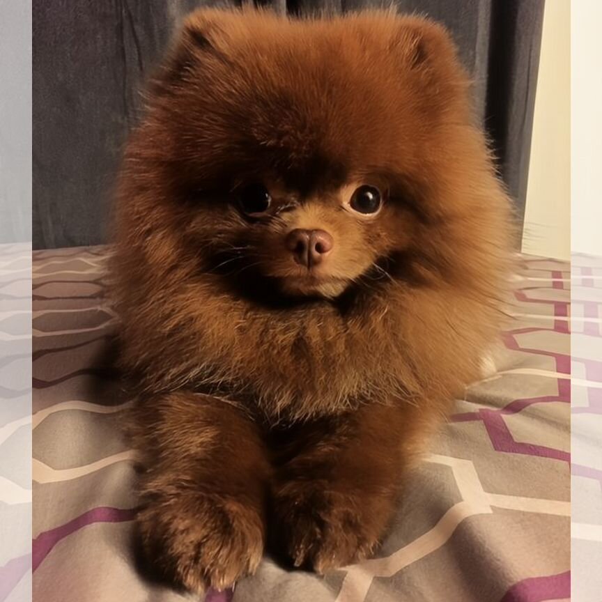 Йоркширский терьер, щенок