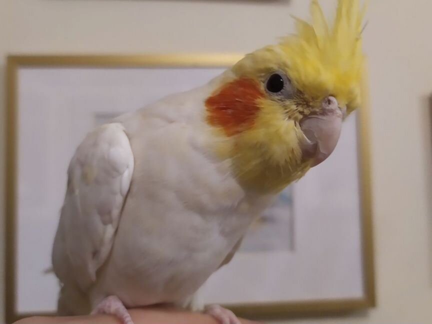 Попугай корелла абсолютно ручной поющий