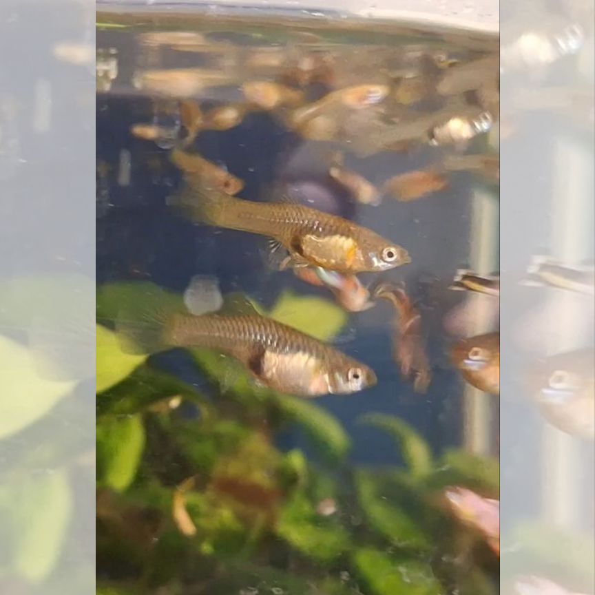 Гуппи самки