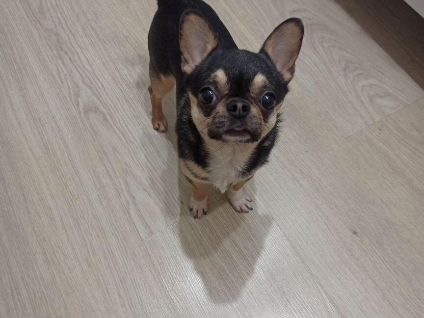 Чихуахуа мини