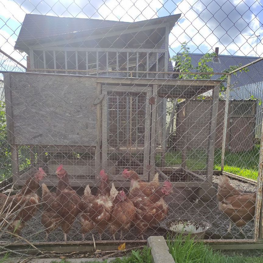 Куры несушки