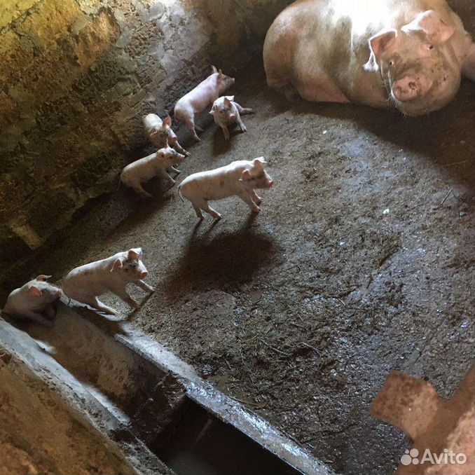 Продам поросят
