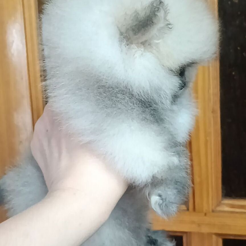Померанские шпицы тип мишка
