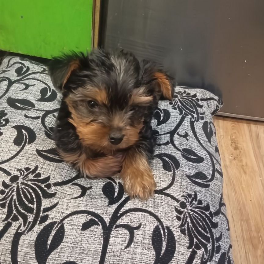 Йоркширский терьер, щенок