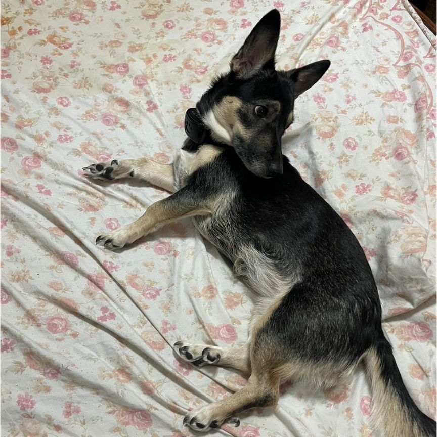 Взрослая собака в добрые руки