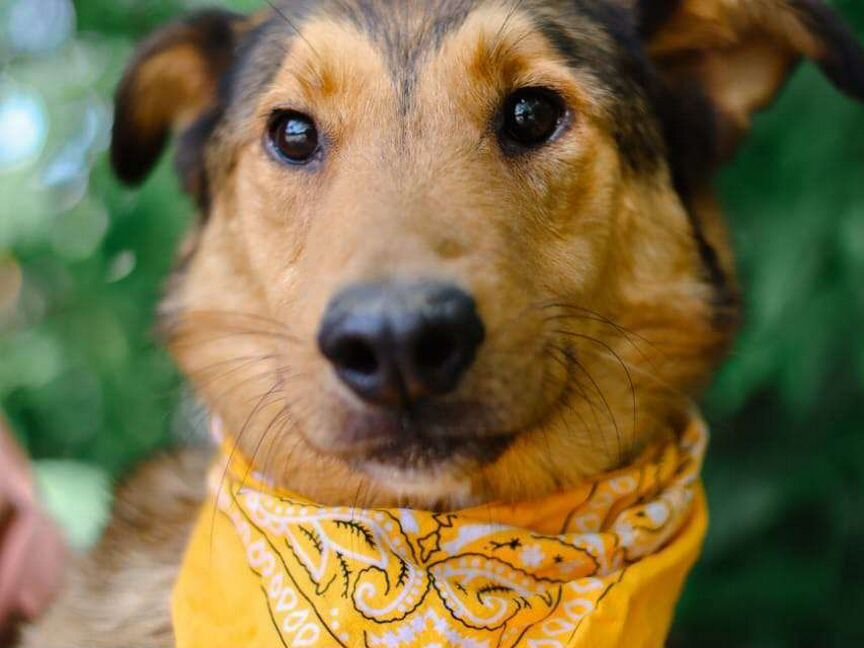 Очаровательный пёс Лобзик