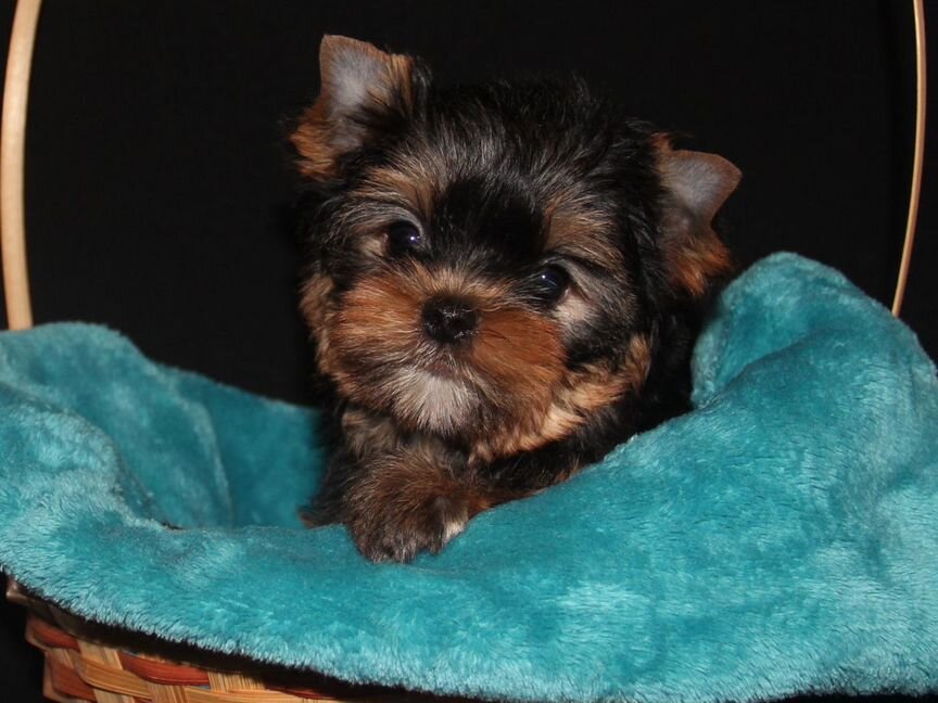 Детки йоркширского терьера. Документы РКФ