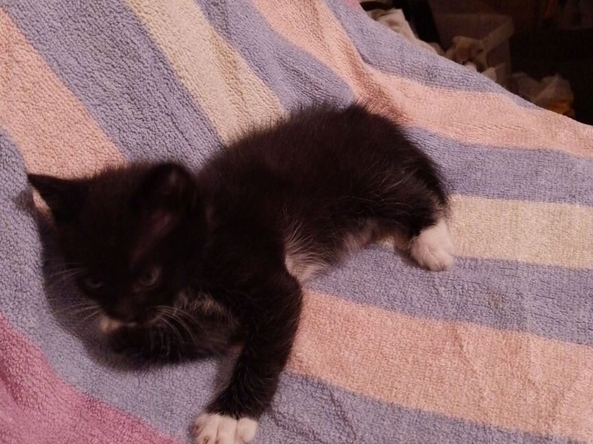 Котята в добрые руки бесплатно