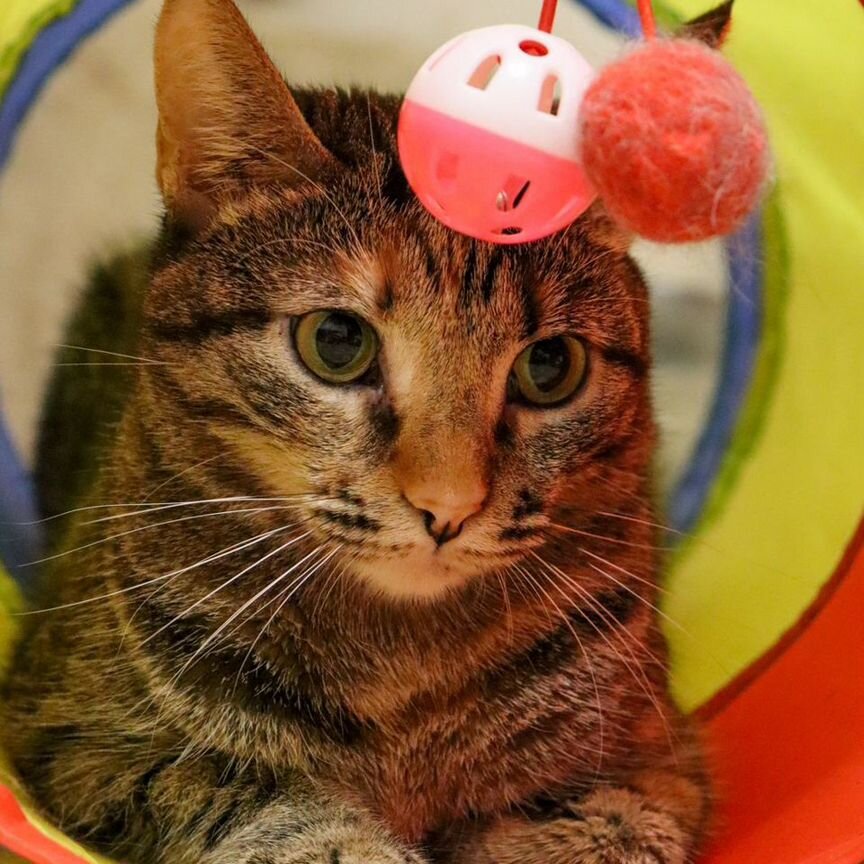 Кошечка Милаша