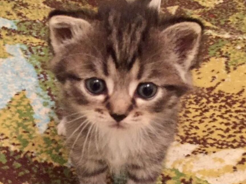 Волшебные котята, приучены к лотку