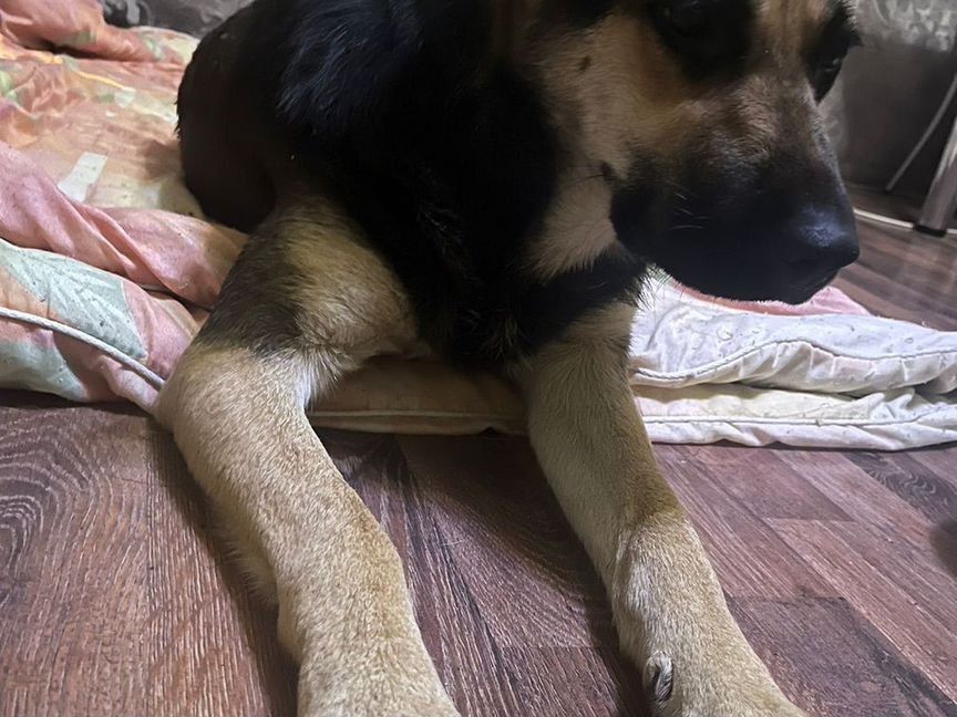 Овчарка смесь