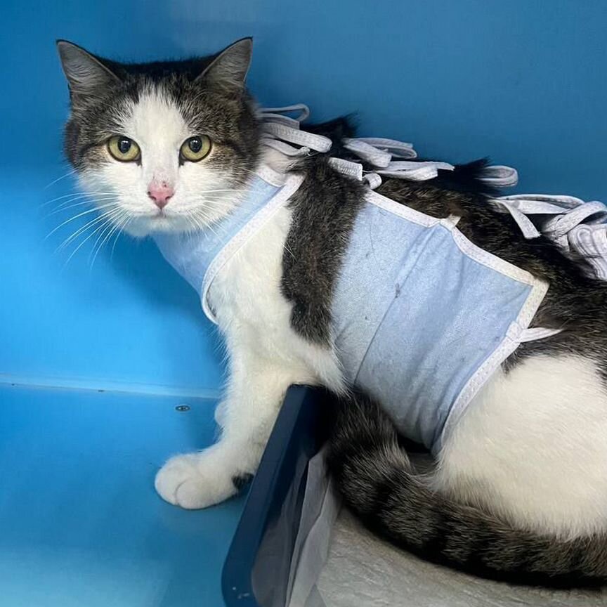 Взрослая, кошка в добрые руки