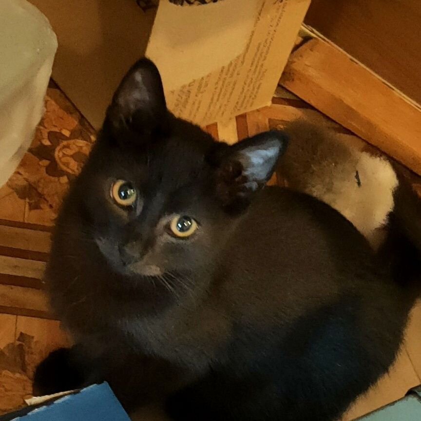 Котенок 3 месяца Фото увеличено