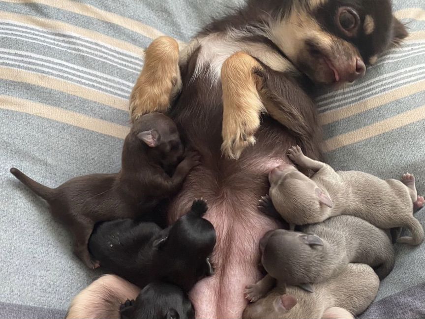 Взрослая девочка чихуахуа