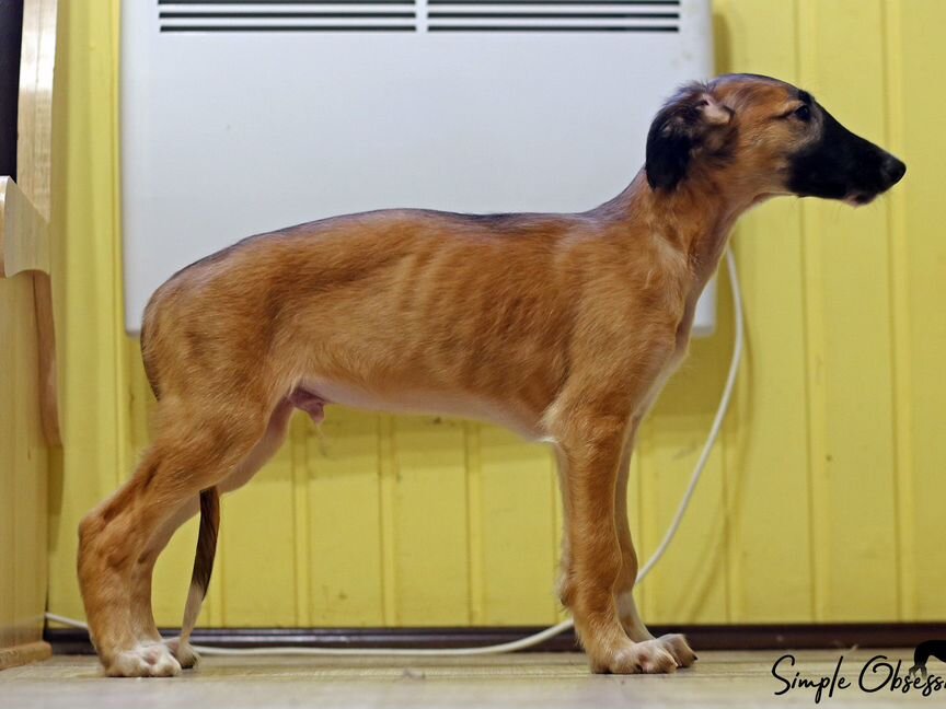 Русская псовая борзая