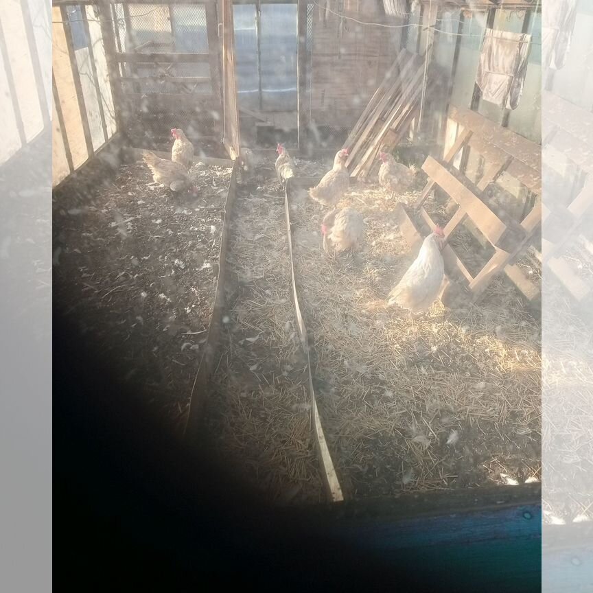 Куры несушки