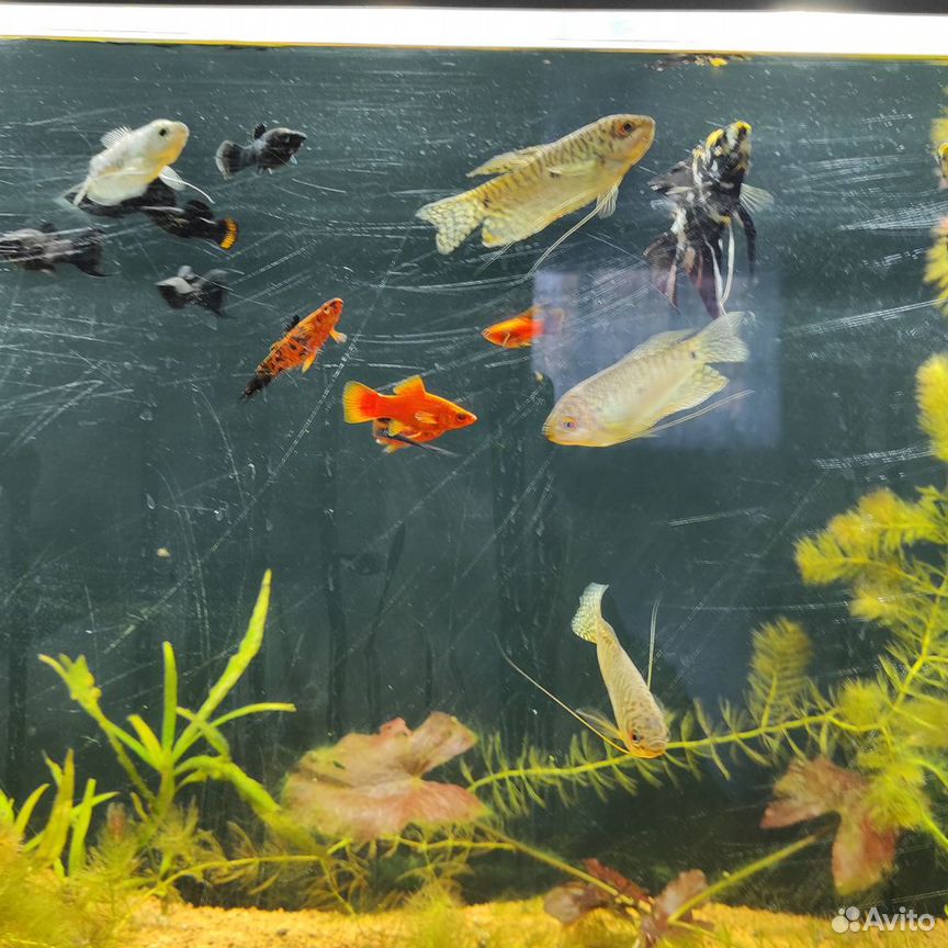 Гурами и скалярии